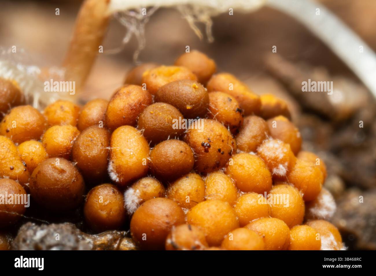 Trichia varia, slime mold fruiting bodies on decaying wood, myxomycete ...