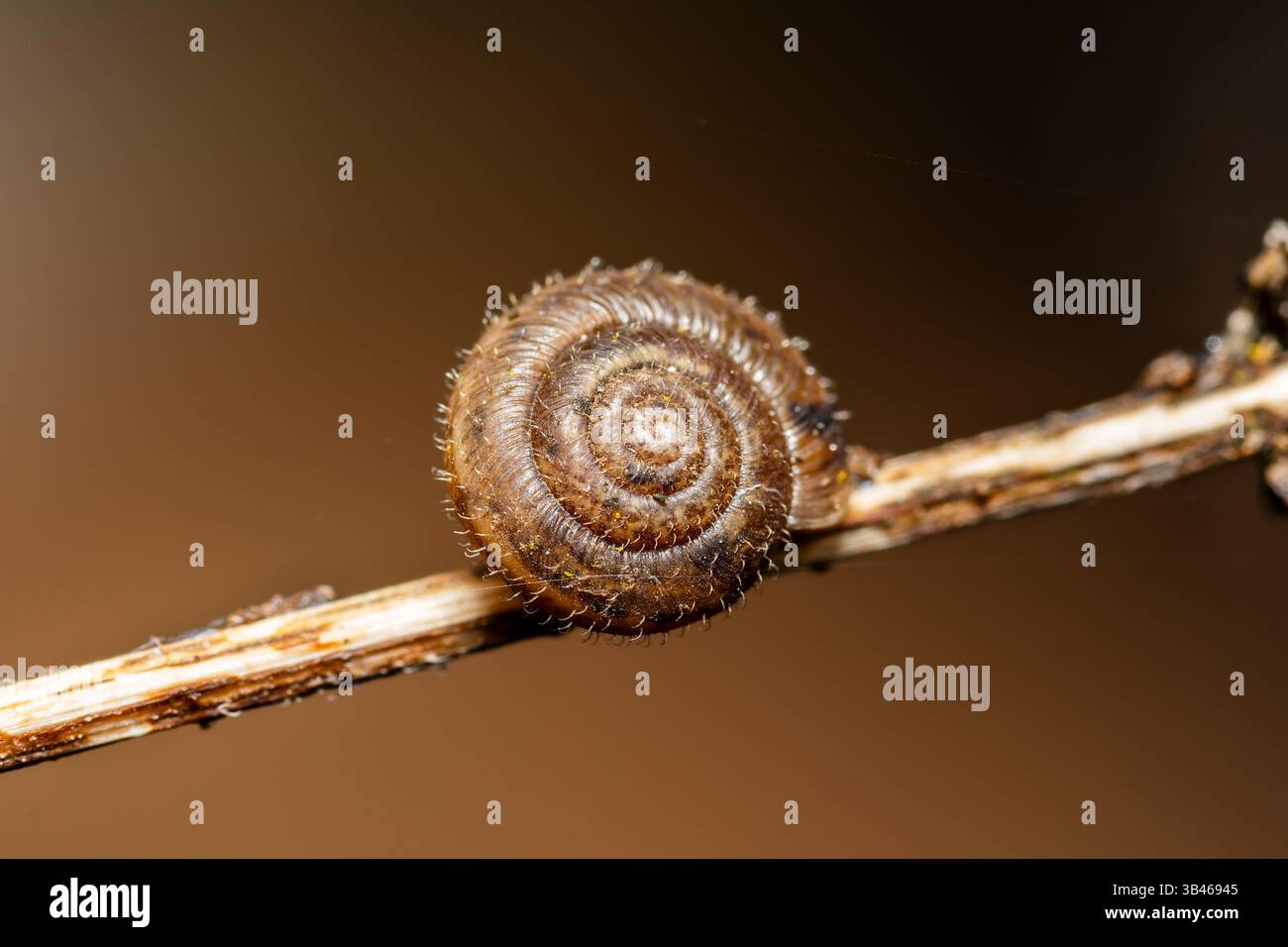 Shell bearing mollusc hi-res stock photography and images - Alamy