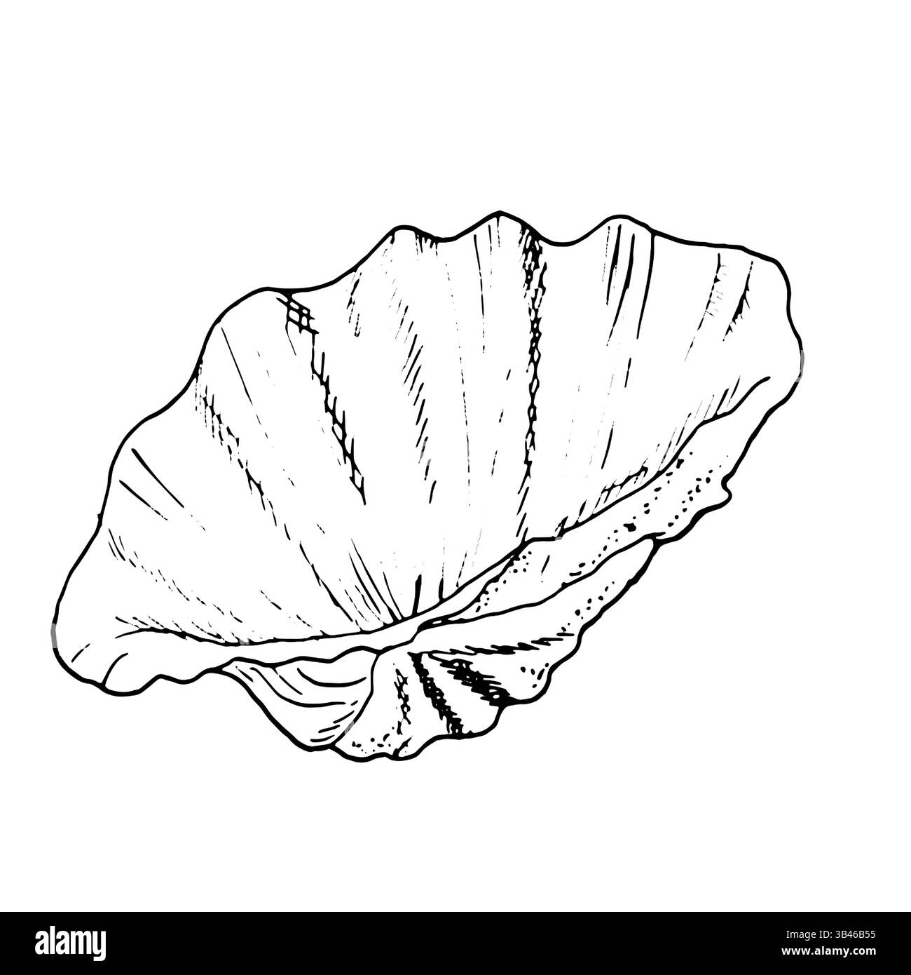 White mollusc shell on Stock Vector Images - Alamy