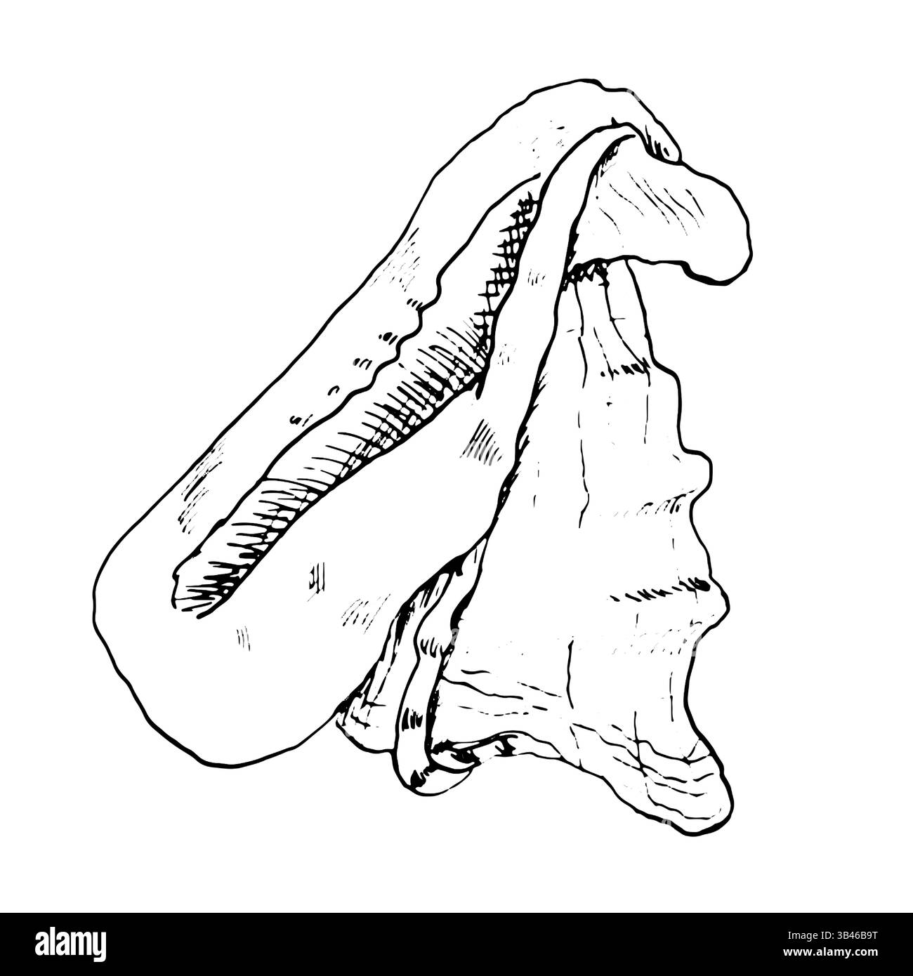 Large shell isolated Stock Vector Images - Alamy