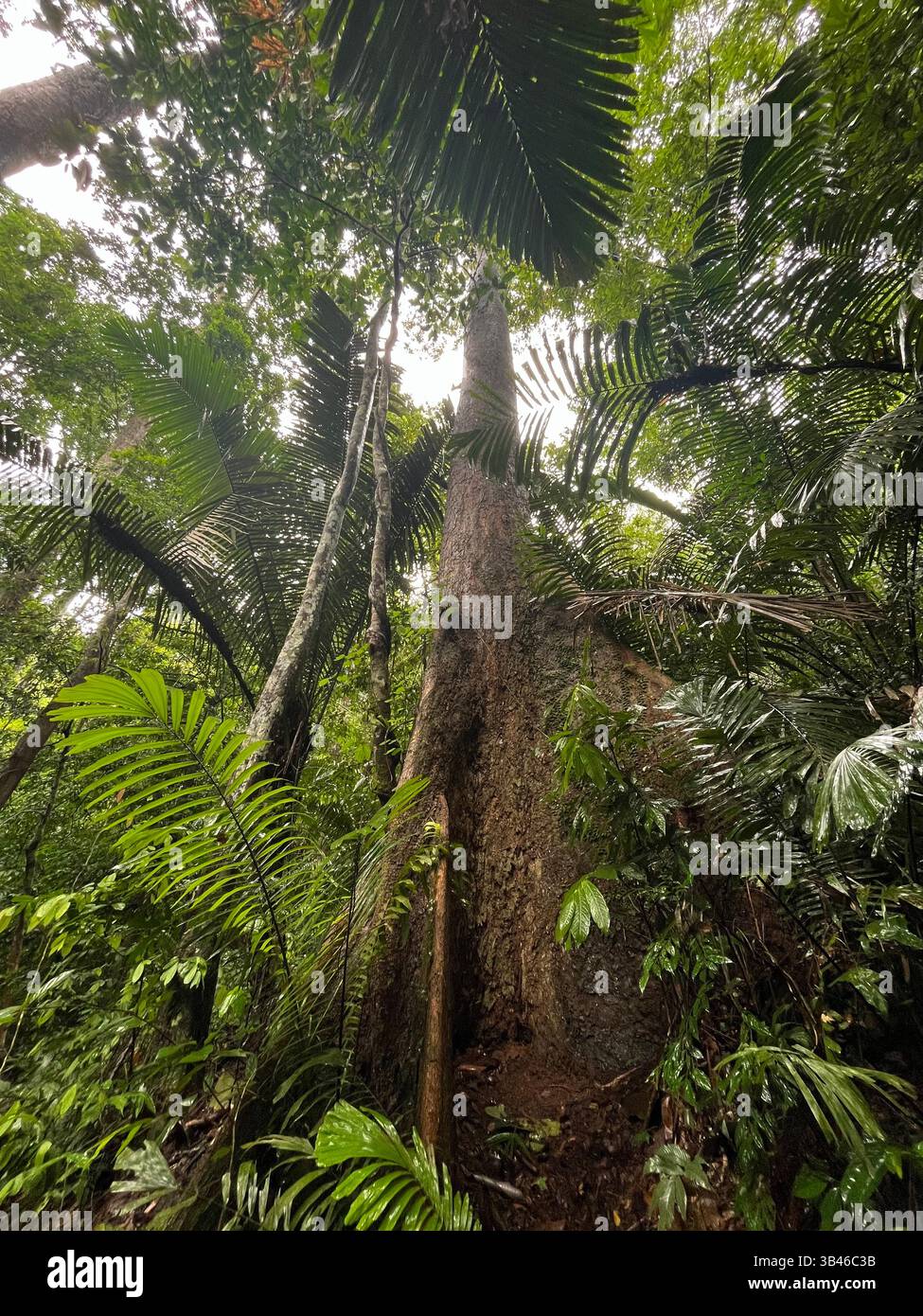 Super tall tree hi-res stock photography and images - Alamy