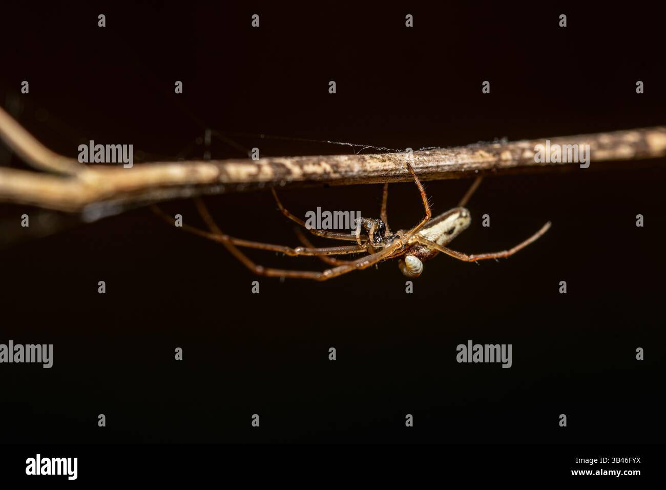 Long jawed orb weaver parasite hi-res stock photography and images - Alamy