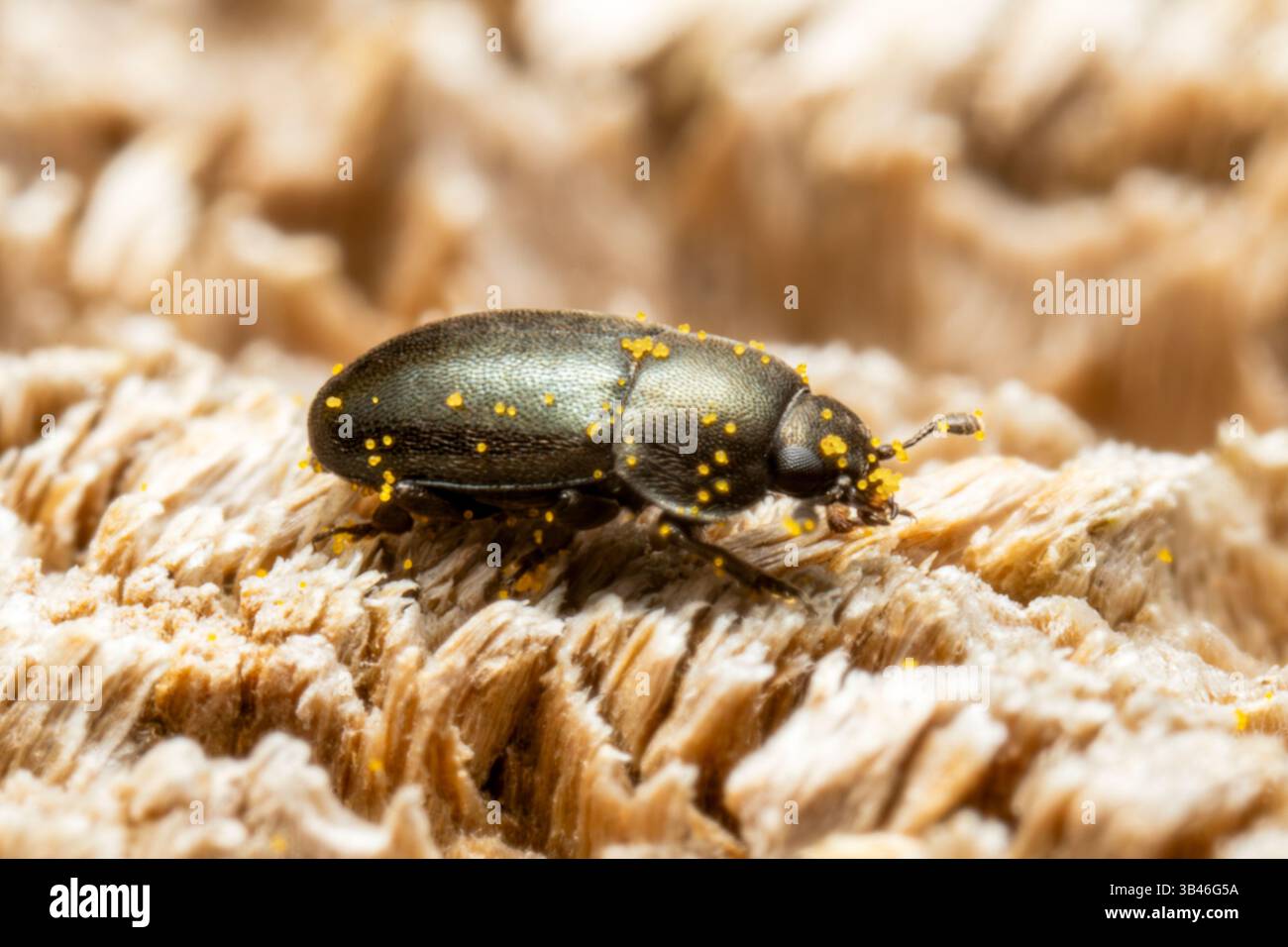 Close-up of a small spotted beetle (Coleoptera sp.) on a fibrous ...