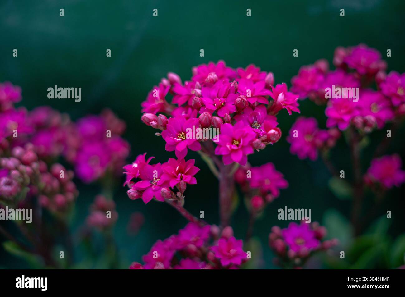 Springtime blooms in Tehran, Iran – A colorful collection of various ...