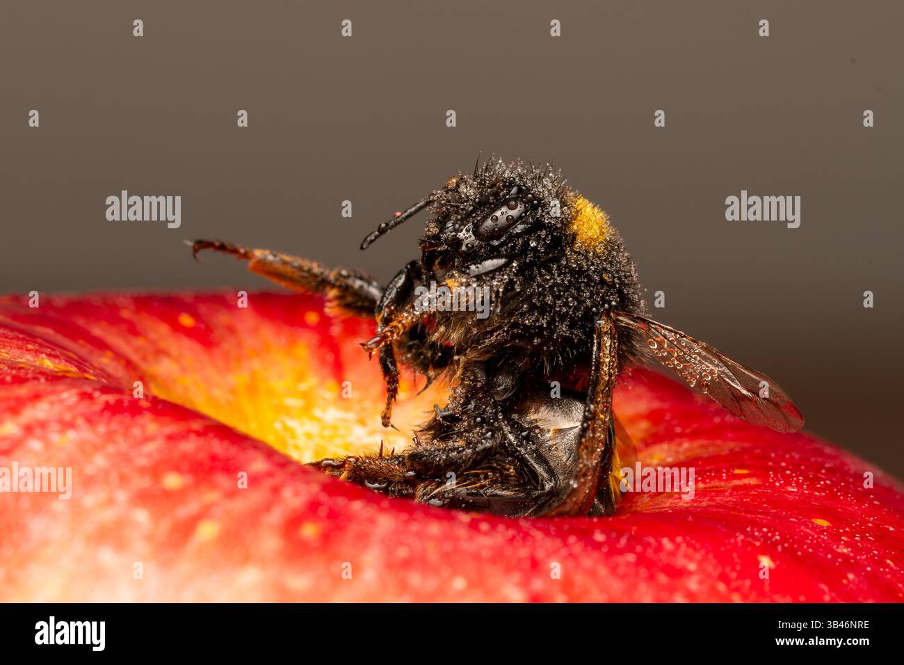 Dead bumblebee (family Apidae, likely Bombus sp.) photographed in macro ...
