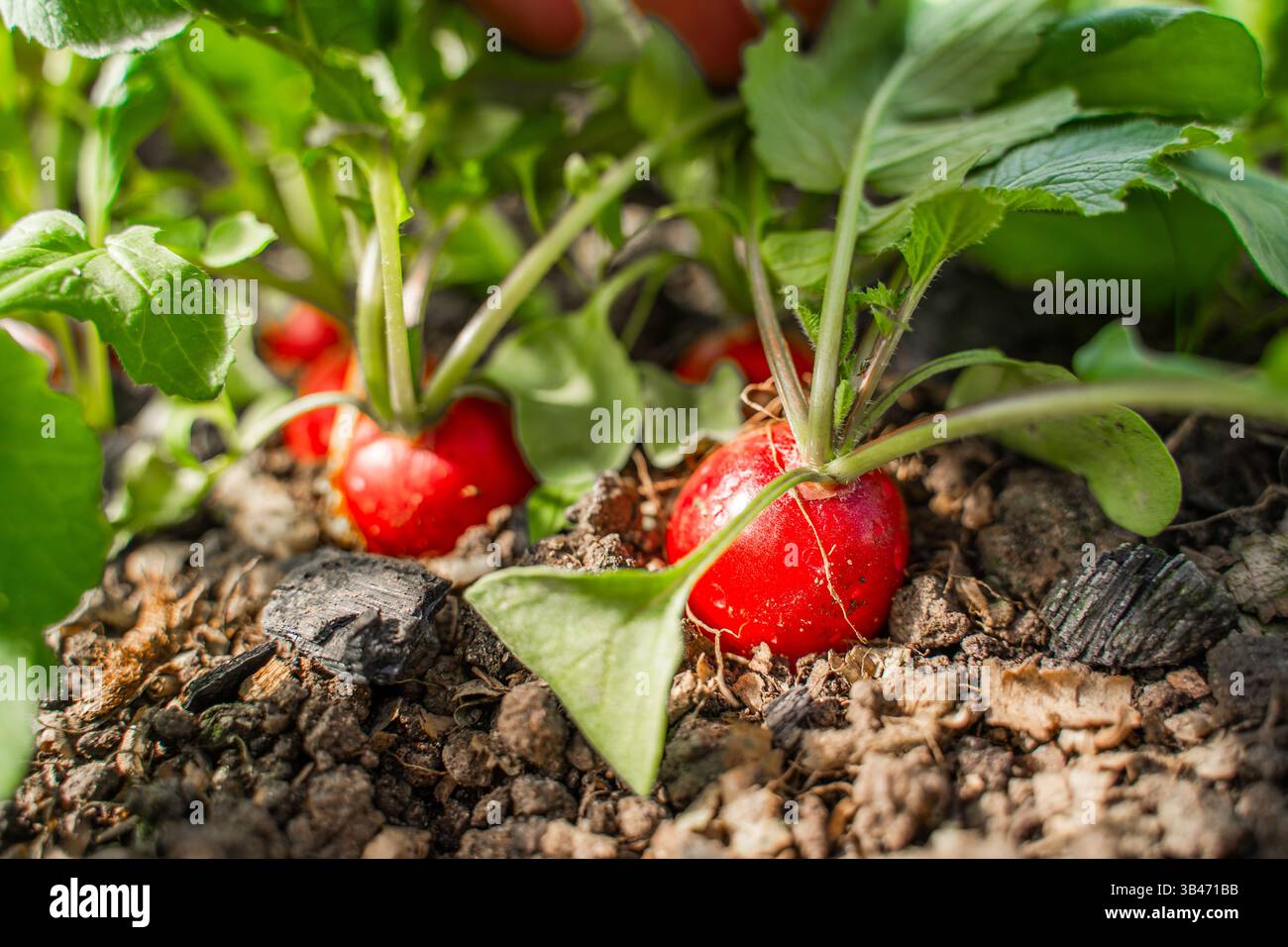 Juicy red radish growing in the soil in a greenhouse, close-up. Growing ...