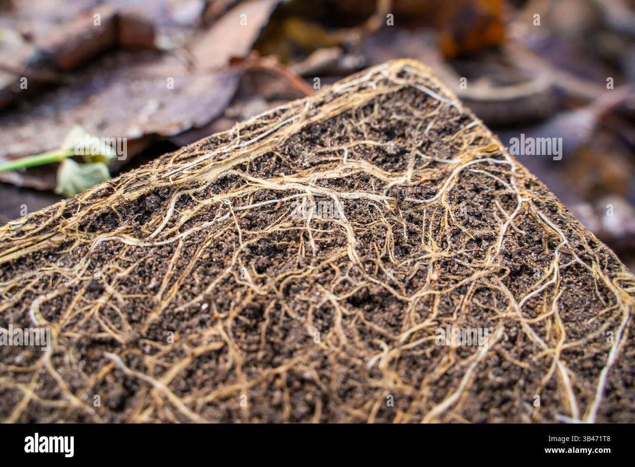 Thin white roots penetrated the soil Stock Photo - Alamy