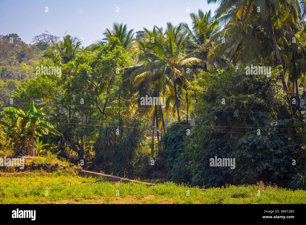 Landscape and Fields in southern Goa, India Stock Photo - Alamy