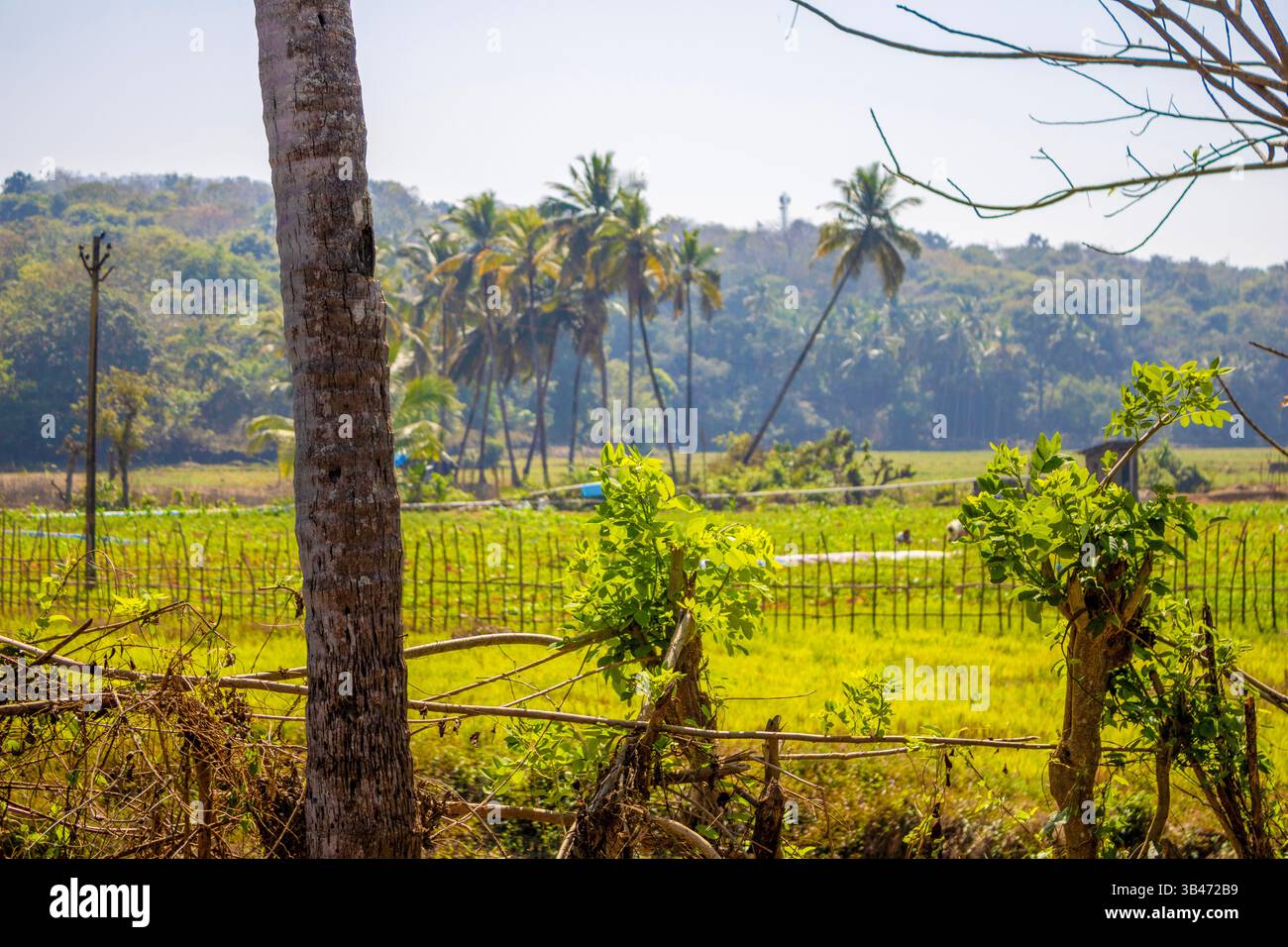 Landscape and Fields in southern Goa, India Stock Photo - Alamy