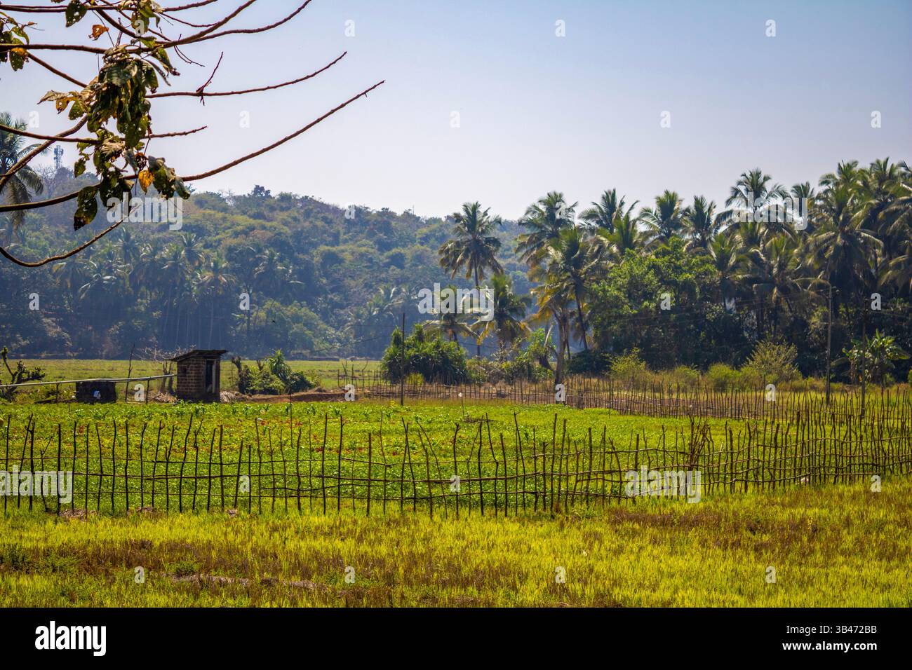 Landscape and Fields in southern Goa, India Stock Photo - Alamy