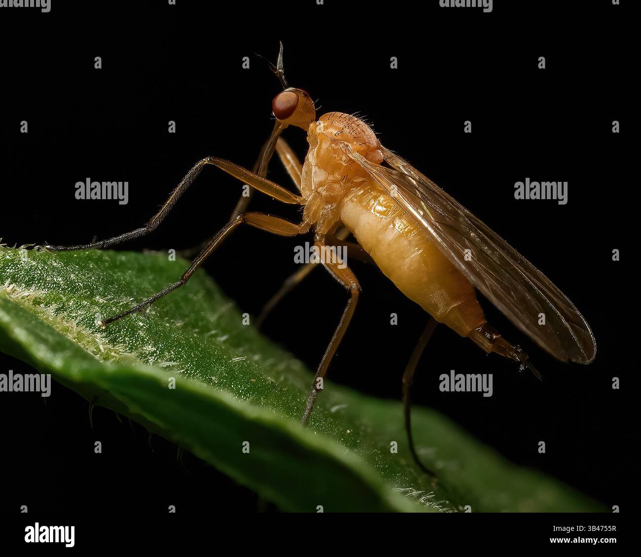 A delicate yellow fly, possibly a fungus gnat, perches on a vibrant ...