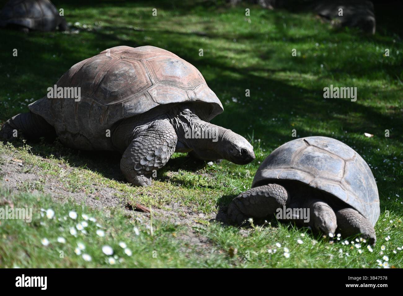 Hamburg, Germany. 30th Apr, 2025. Two giant tortoises lie in their ...