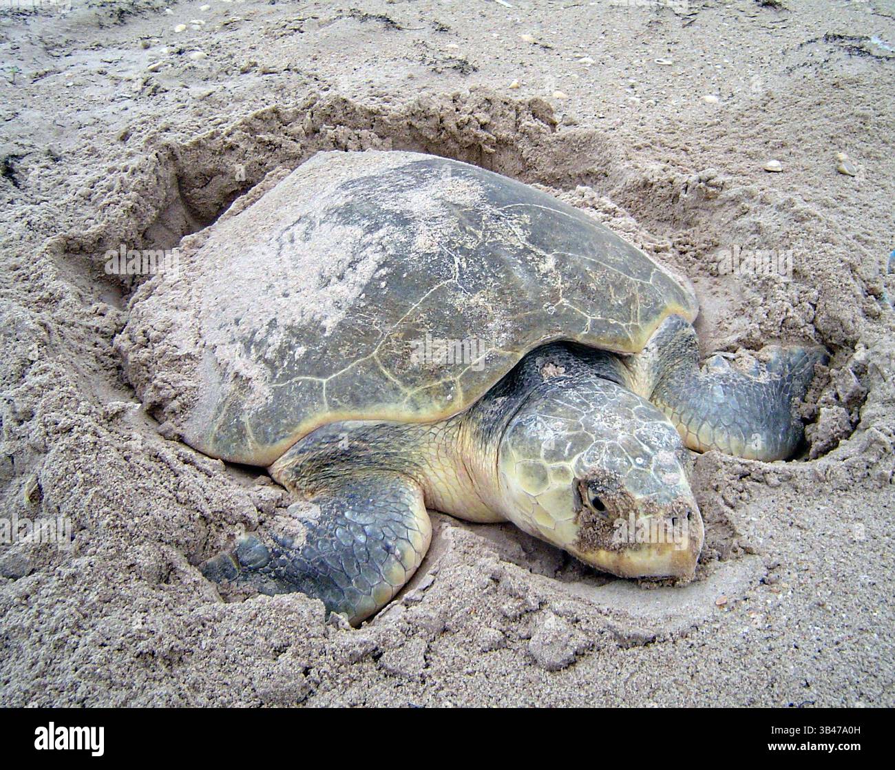 Dec. 20, 2004 - Padre Island, Texas, USA - A Kemp's Ridley sea turtle ...