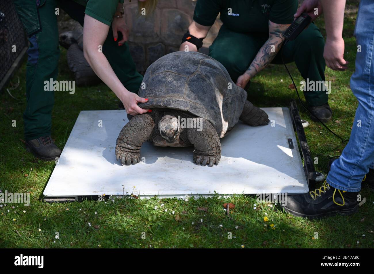 Hamburg, Germany. 30th Apr, 2025. A giant tortoise lies on a scale ...