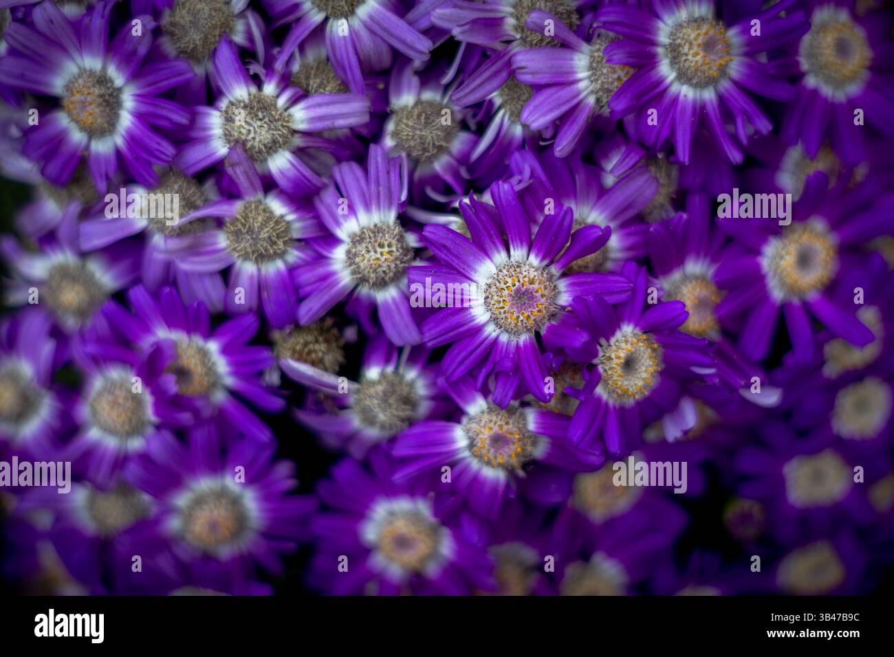 Springtime blooms in Tehran, Iran – A colorful collection of various ...