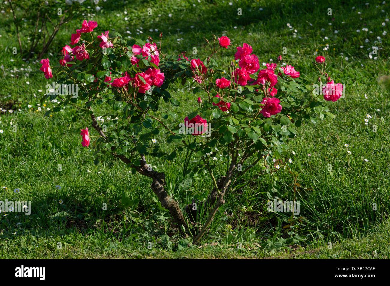Rose flowers of the Rosaceae family, modern hybrid roses. International ...