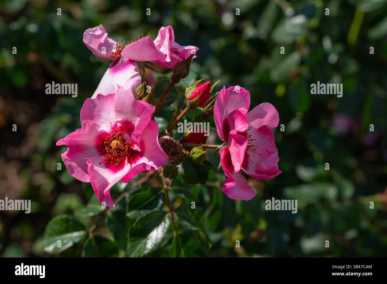 Rose flowers of the Rosaceae family, modern hybrid roses. International ...