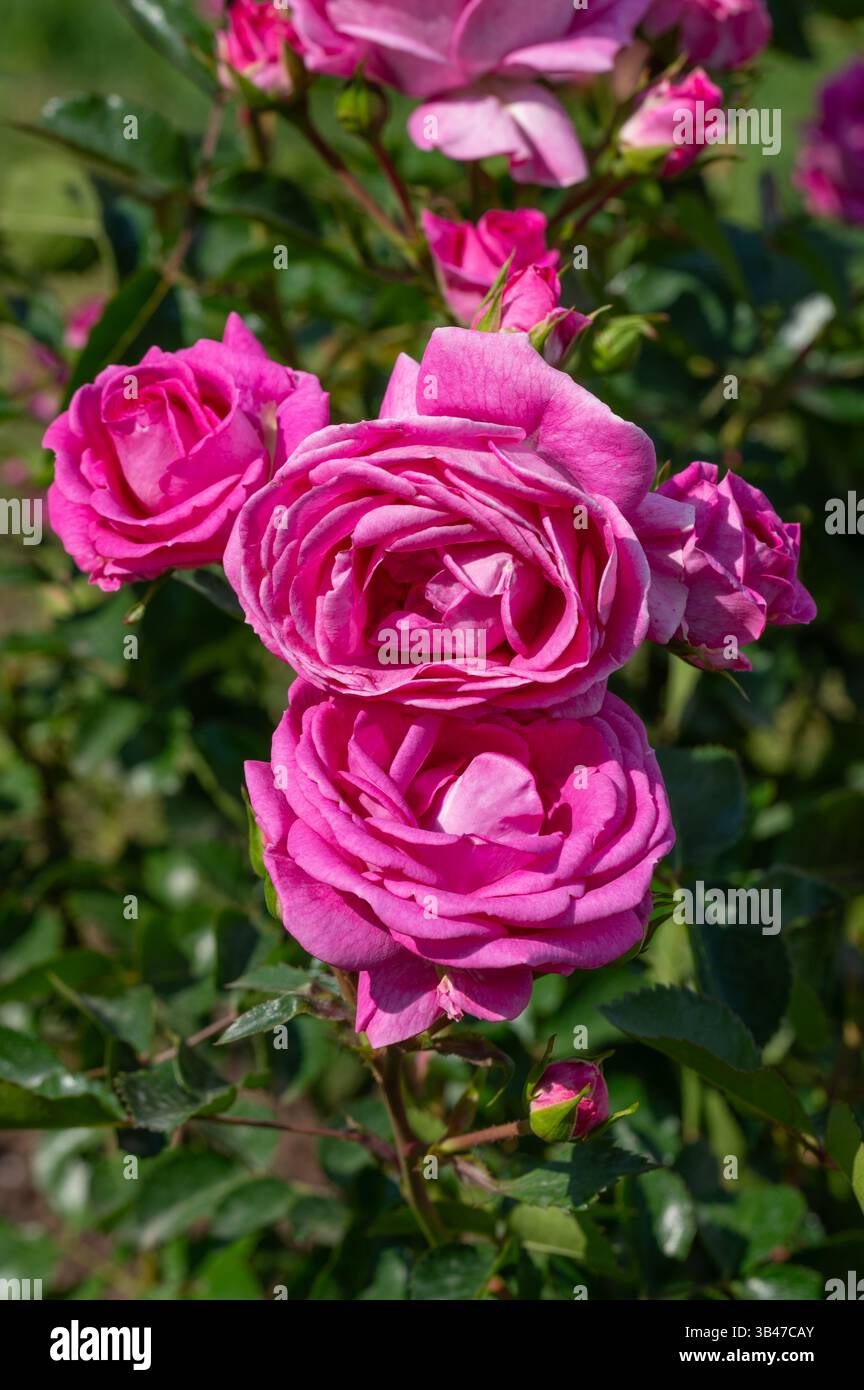 Rose flowers of the Rosaceae family, modern hybrid roses. International ...