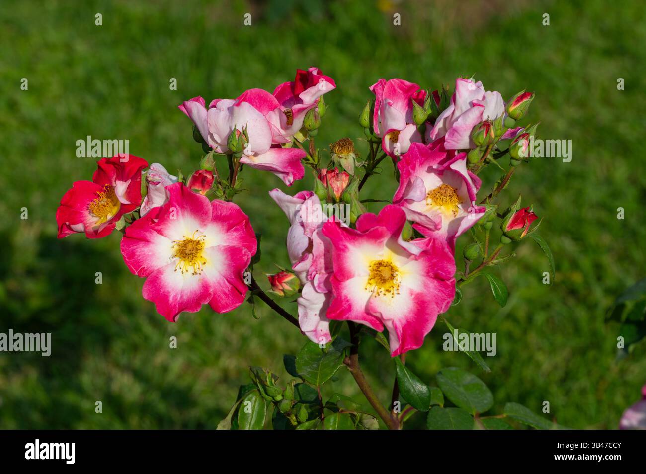 Rose flowers of the Rosaceae family, modern hybrid roses. International ...