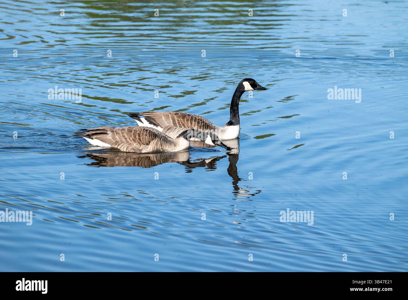 Canada geese [Branta canadensis] on the water blue of a pool Stock ...