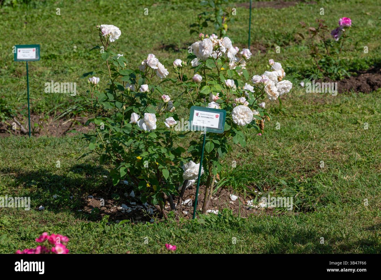 Rose la Tintoretta, flowering plant of the Rosaceae family, modern ...