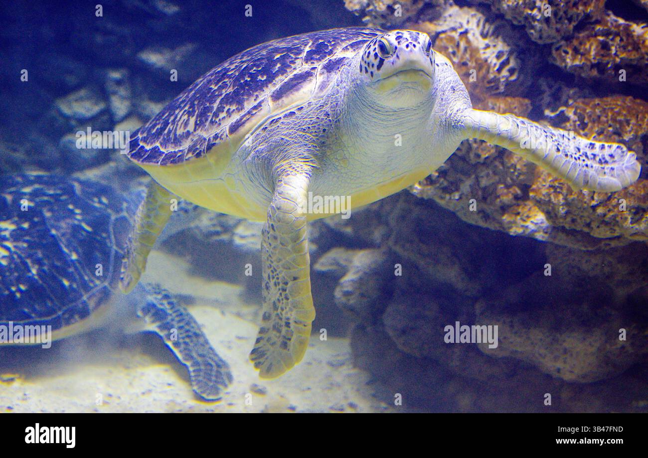 Stralsund, Germany. 30th Apr, 2025. The green sea turtles "Käthe ...