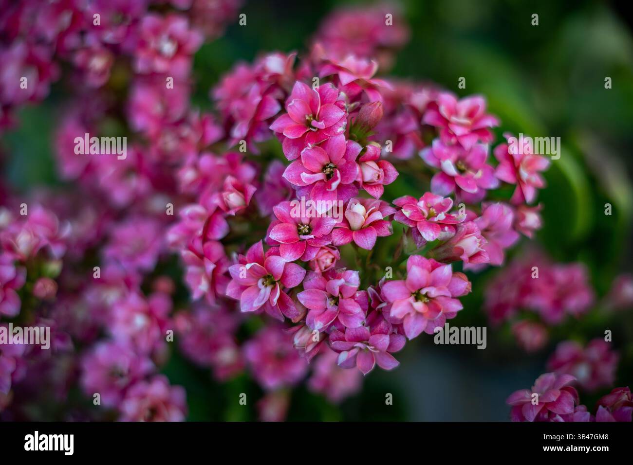 Springtime blooms in Tehran, Iran – A colorful collection of various ...