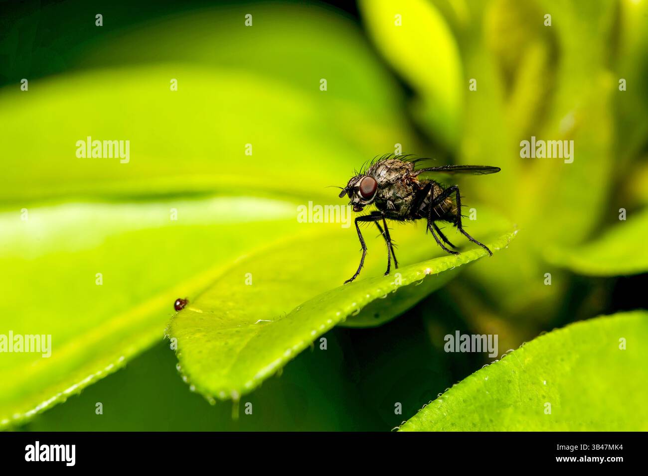 Dipteran biodiversity france hi-res stock photography and images - Alamy