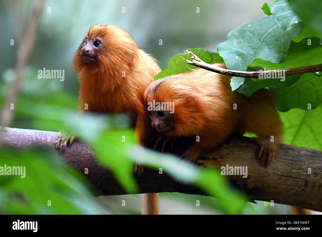 Cologne, Germany. 30th Apr, 2025. Two cubs of golden lion tamarins sit ...