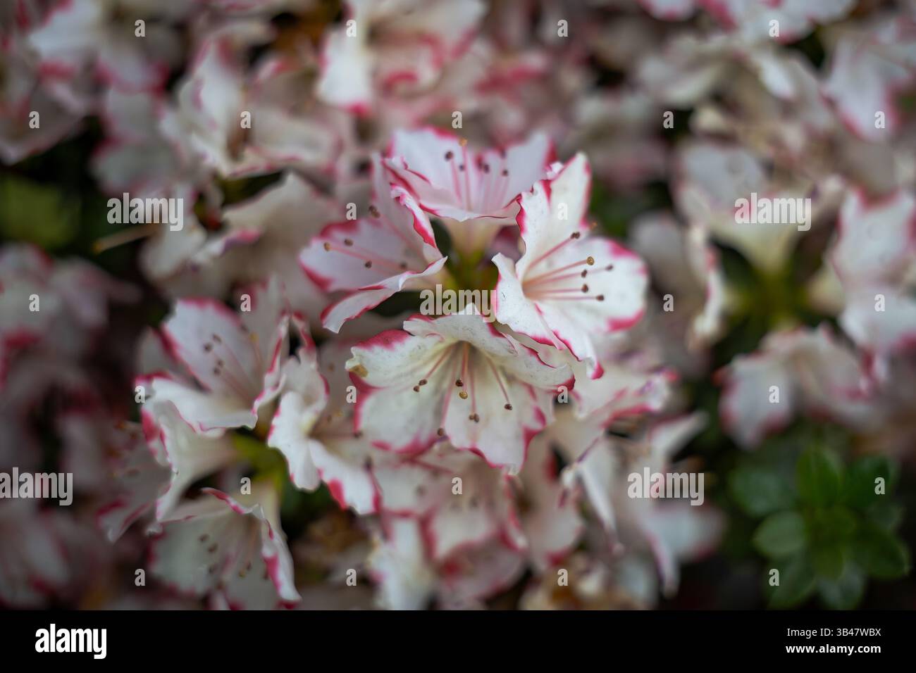 Springtime blooms in Tehran, Iran – A colorful collection of various ...