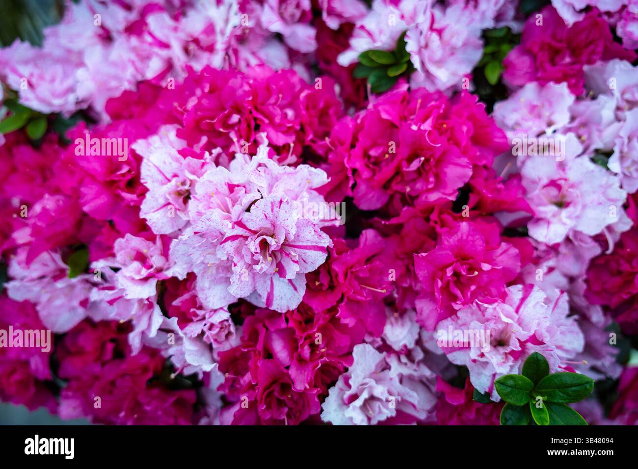 Springtime blooms in Tehran, Iran – A colorful collection of various ...