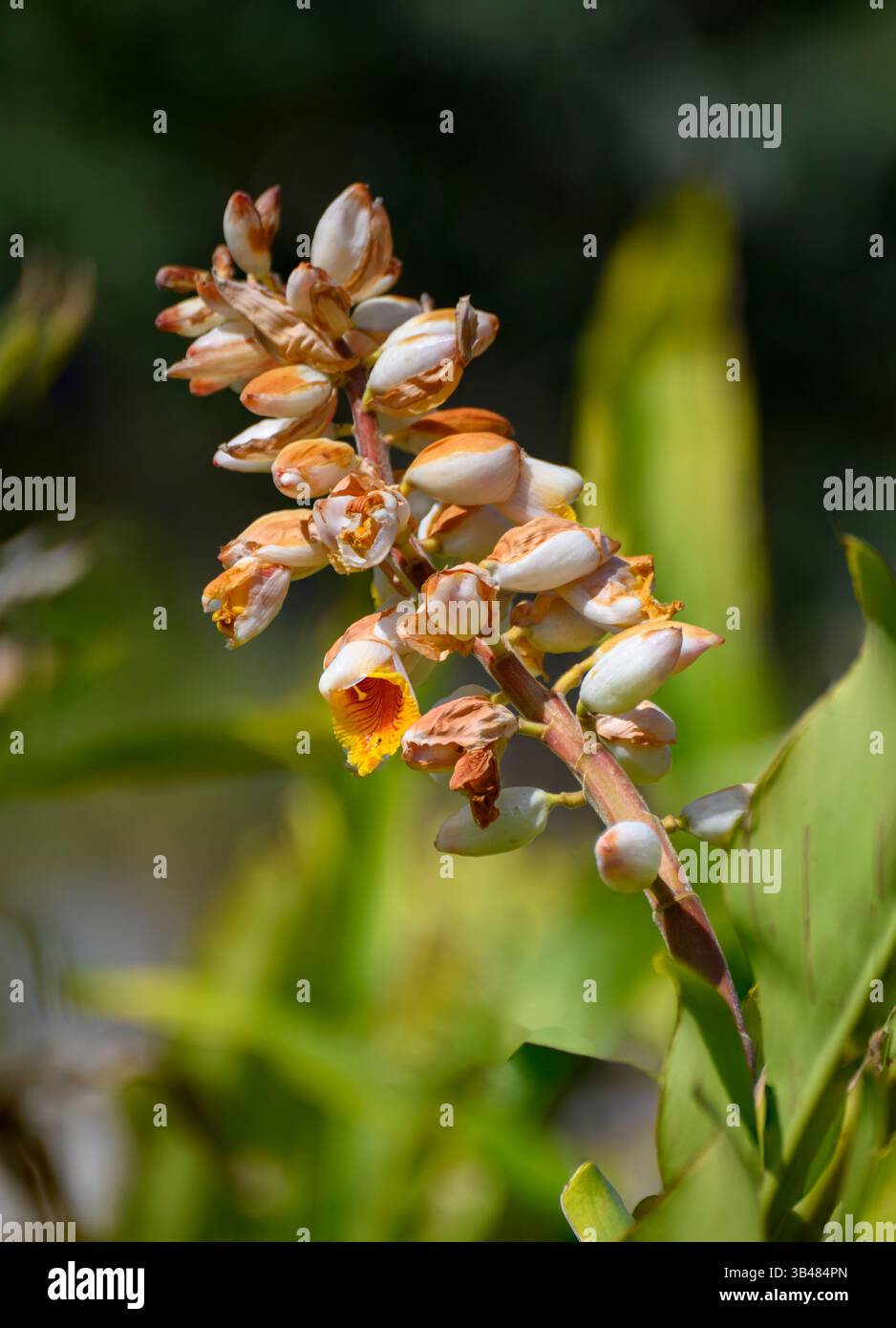 Alpinia mutica the False Cardamom evergreen shrub from the ginger Stock ...