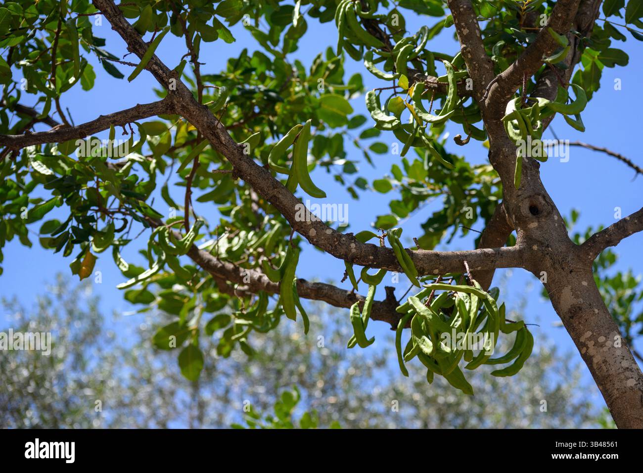edible seedpods on a carob tree (Ceratonia siliqua) Photographed in the ...