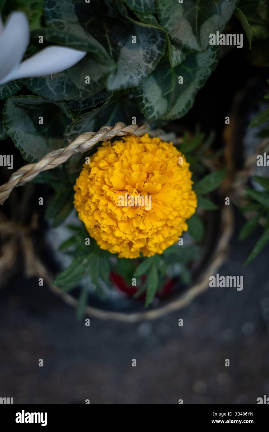 Springtime blooms in Tehran, Iran – A colorful collection of various ...