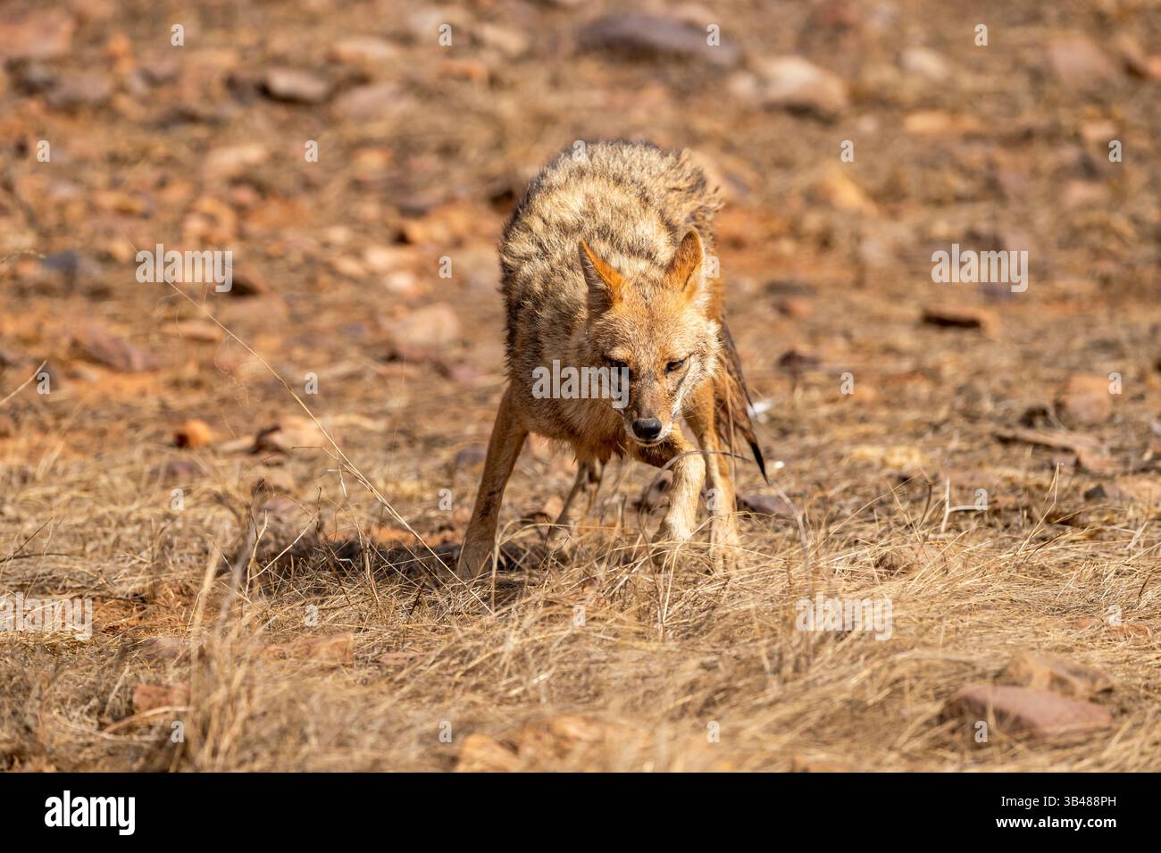 Wild indian golden jackal or Canis aureus indicus stress face ...