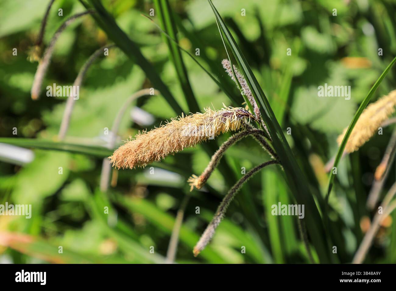 Carex pendula or Pendulous Sedge is a large sedge of the genus Carex ...
