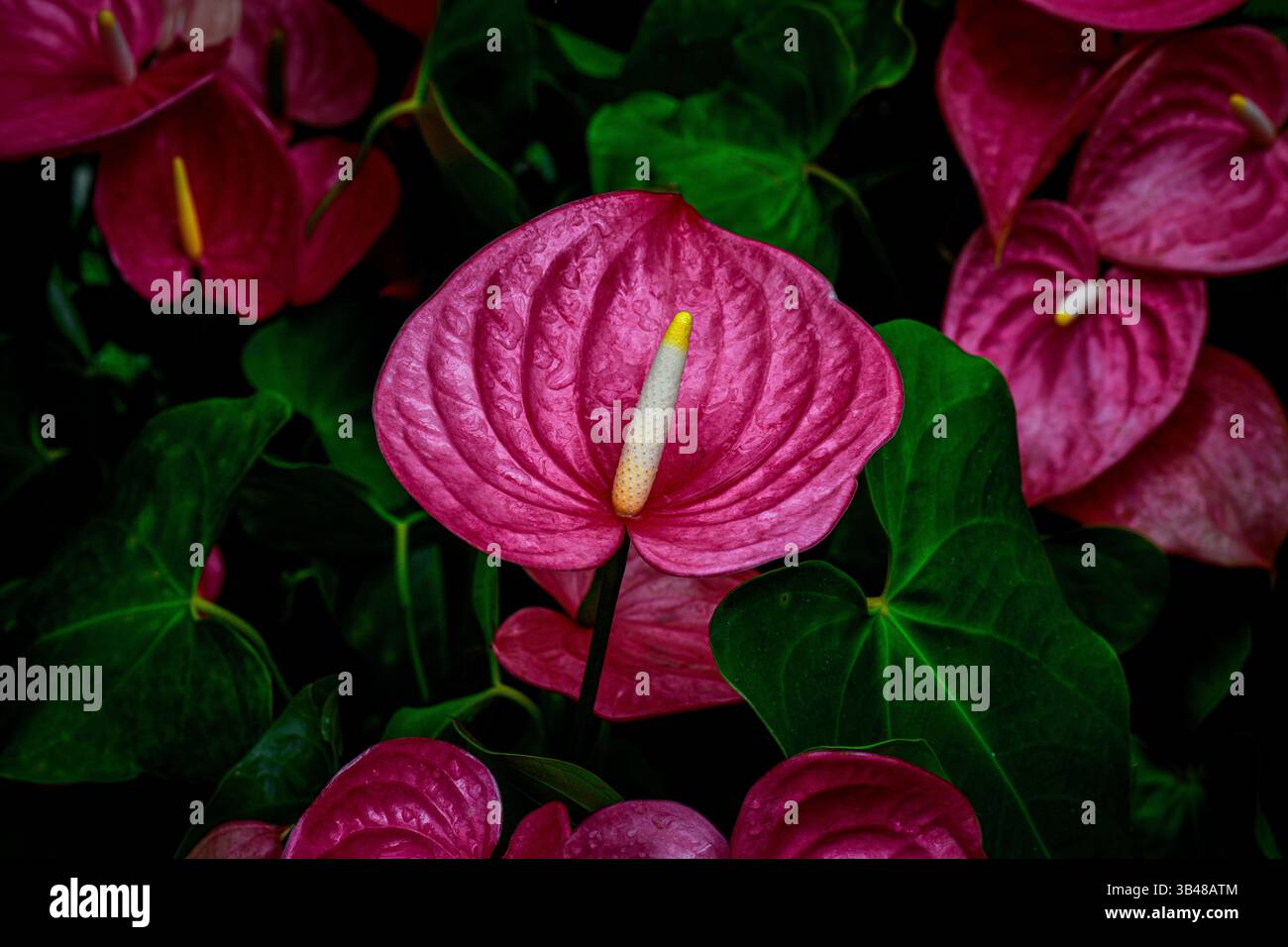 Pink flowers in striking hi-res stock photography and images - Alamy