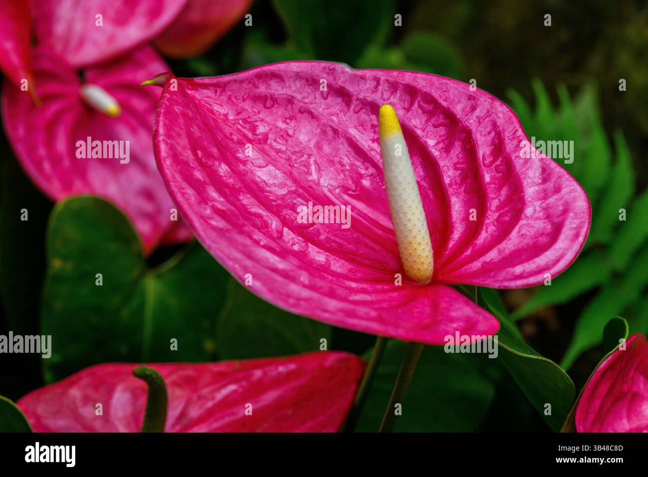 Pink flowers in striking hi-res stock photography and images - Alamy