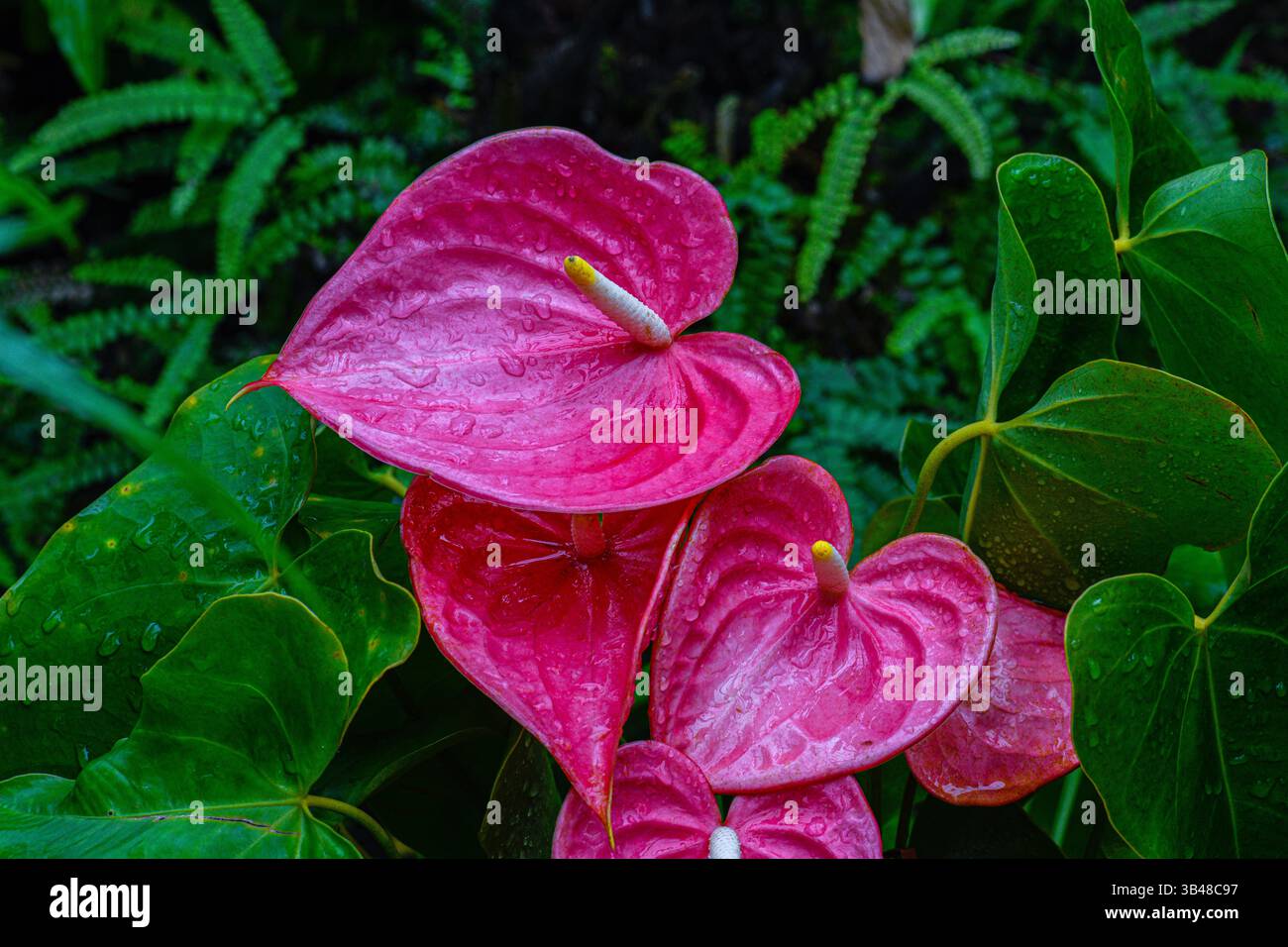 Pink flowers in striking hi-res stock photography and images - Alamy