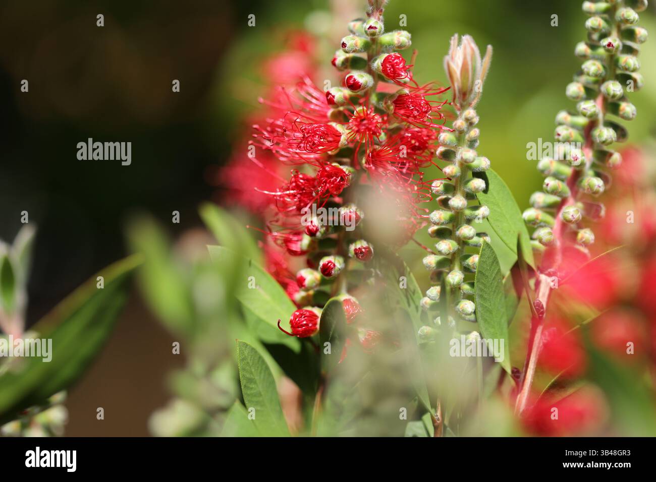 Crimson bottlebrush plant (Callistemon citrinus Stock Photo - Alamy