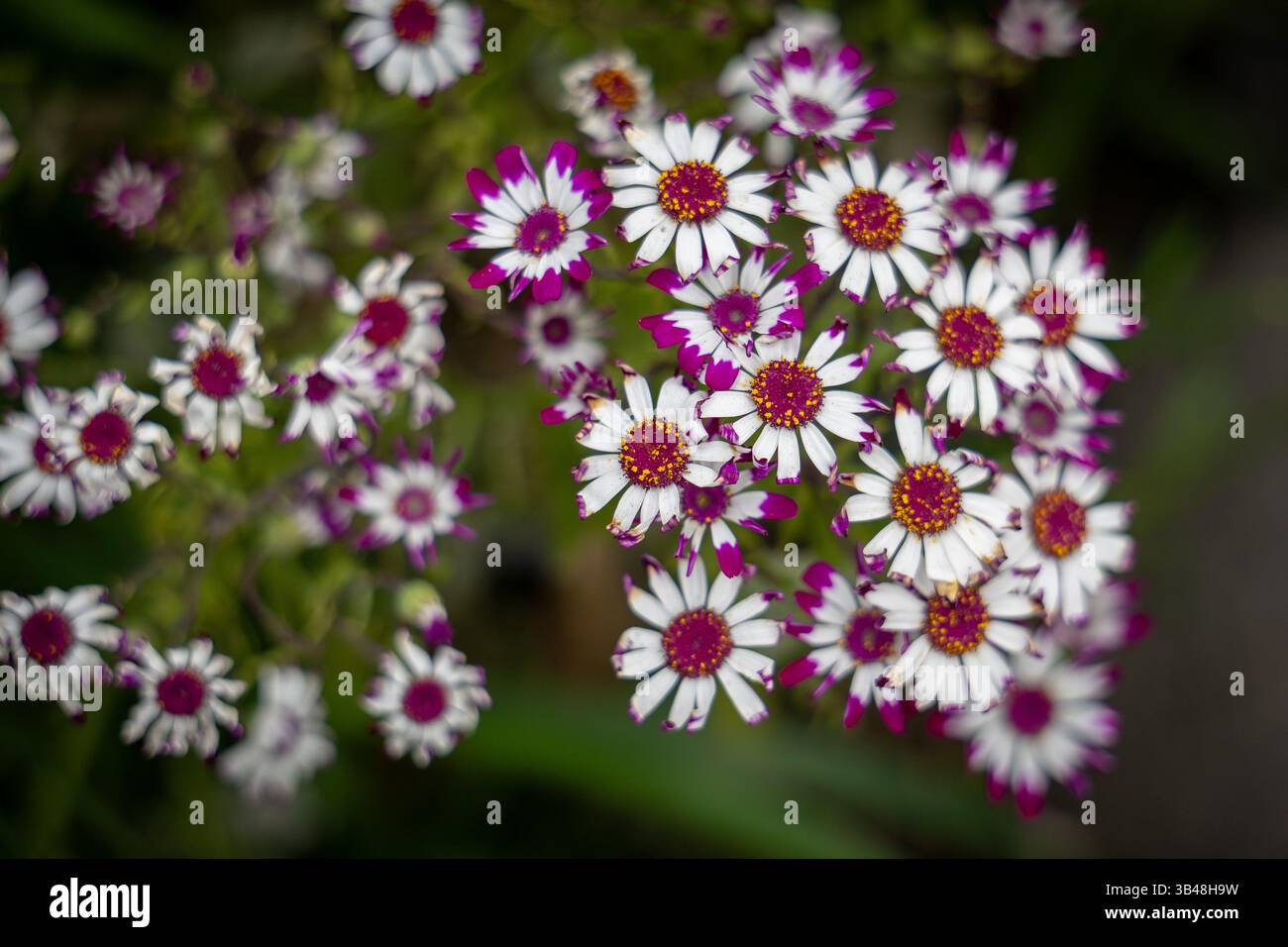 Springtime blooms in Tehran, Iran – A colorful collection of various ...