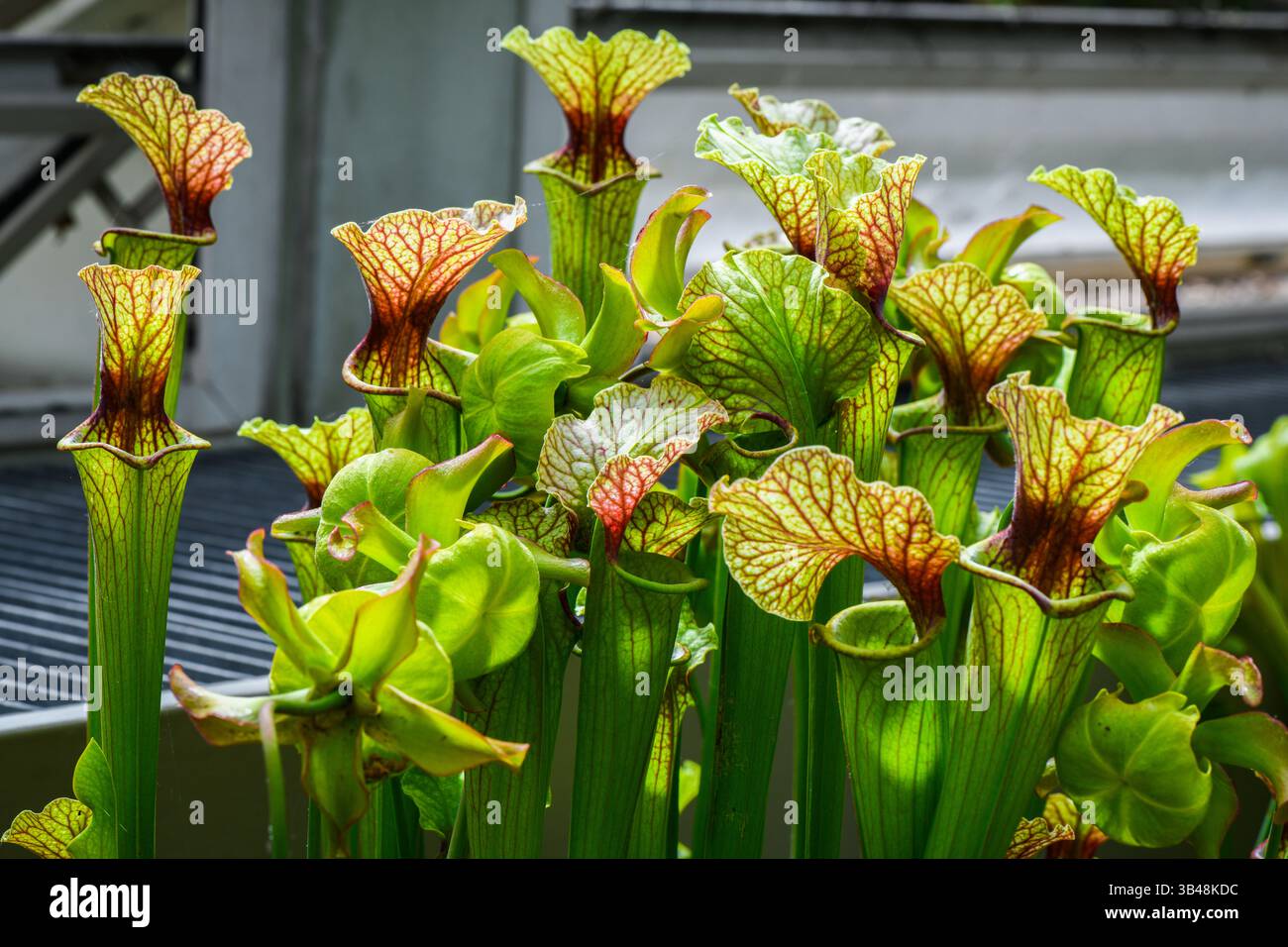 Carnivorous plants in the botanical garden Stock Photo - Alamy