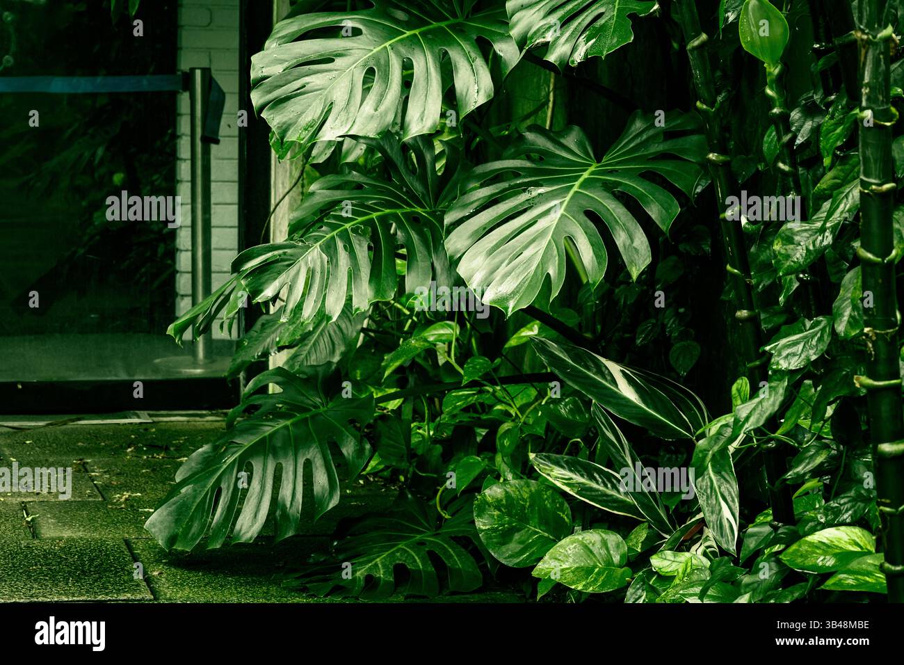 Leaves tropical plants monstera hi-res stock photography and images - Alamy
