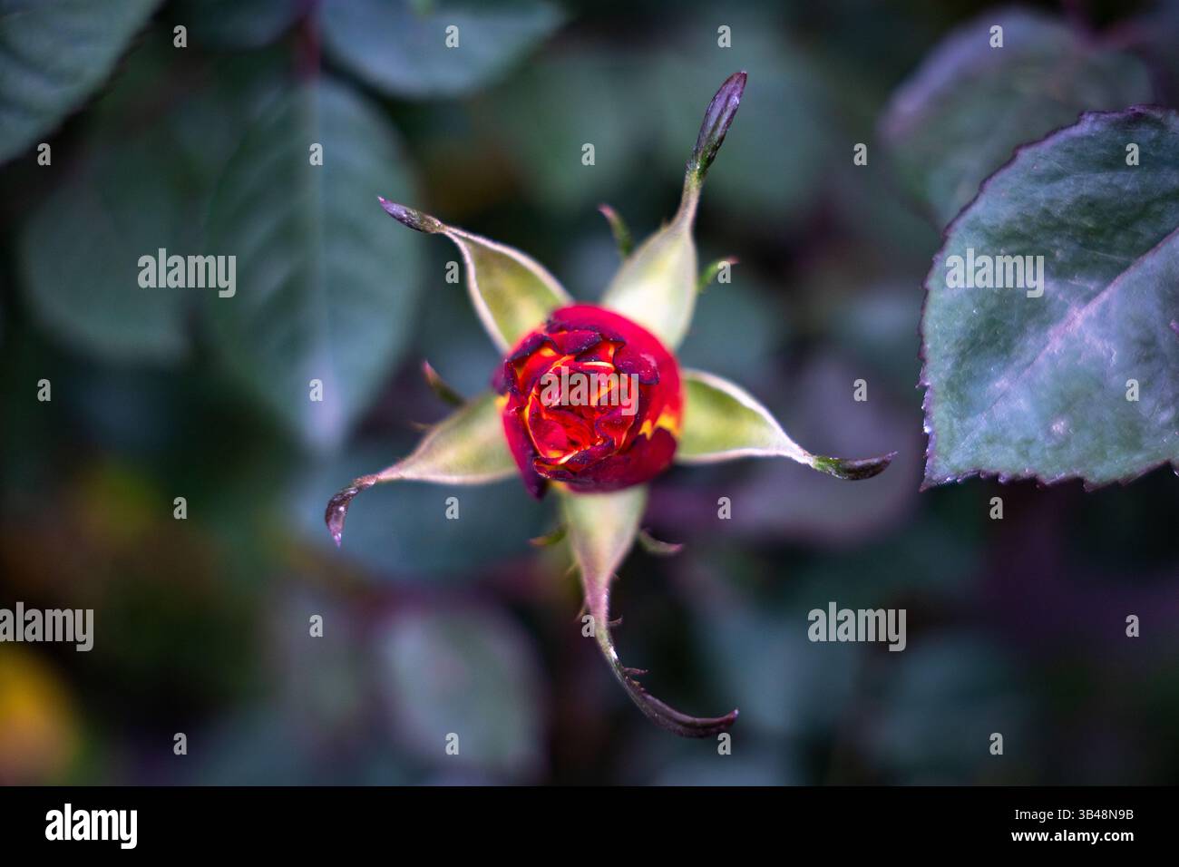 Springtime blooms in Tehran, Iran – A colorful collection of various ...