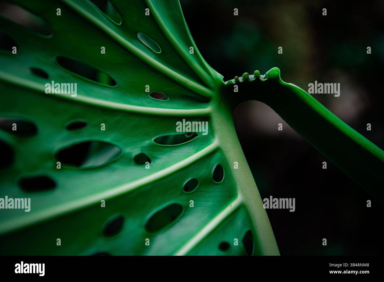 Macro details of a monstera deliciosa leaf Stock Photo - Alamy
