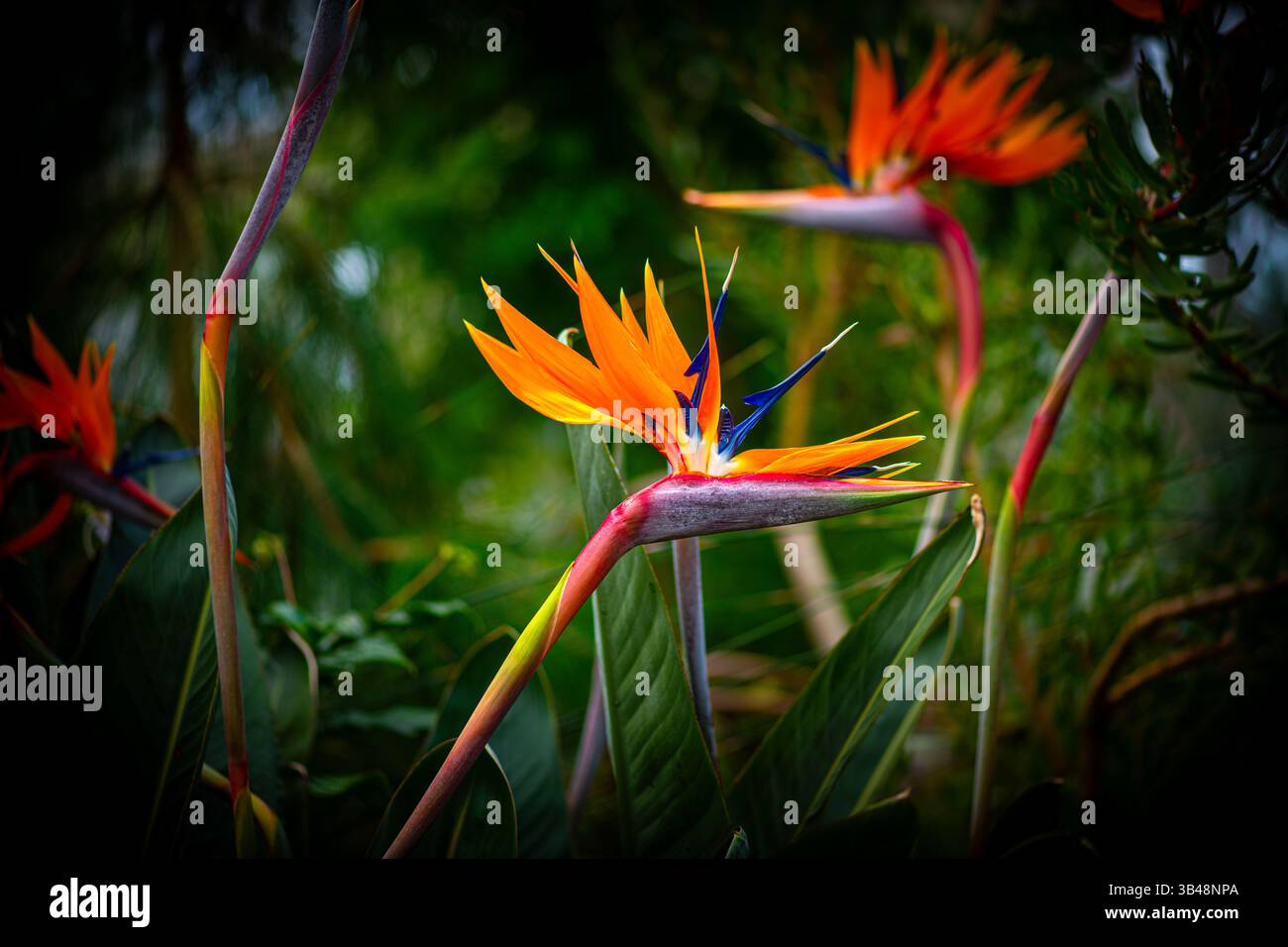 Strelitzia in botanical garden hi-res stock photography and images - Alamy
