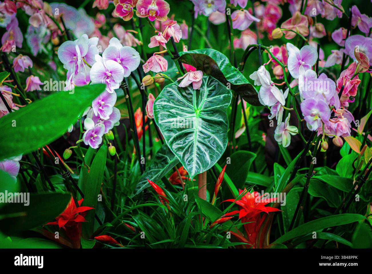 Tropical plants at the botanical garden Stock Photo - Alamy