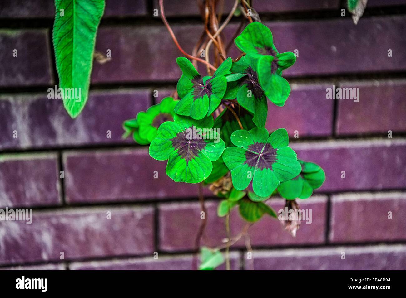 Hanging plants indoor hi-res stock photography and images - Alamy