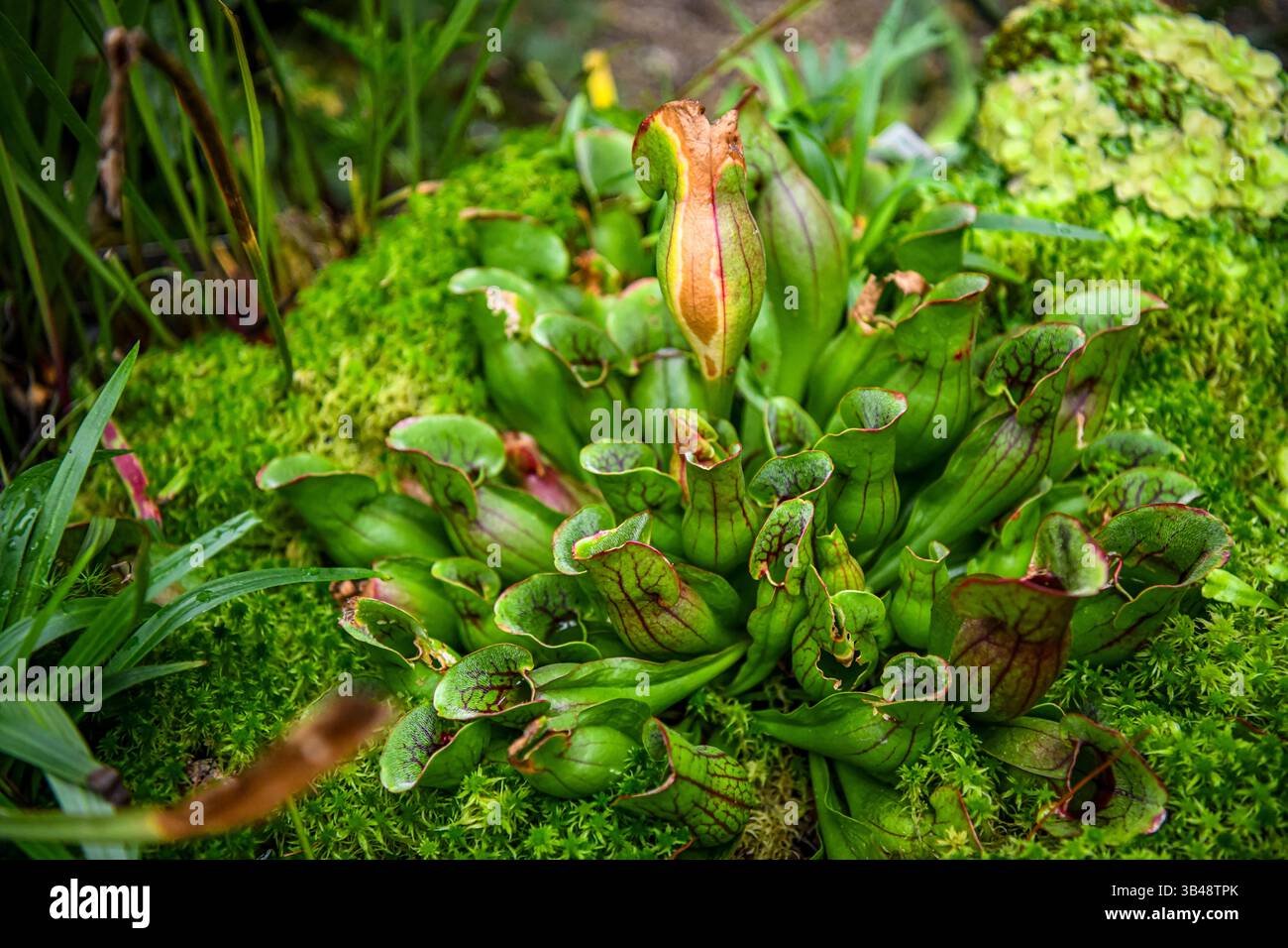 Carnivorous plant collection in hi-res stock photography and images - Alamy