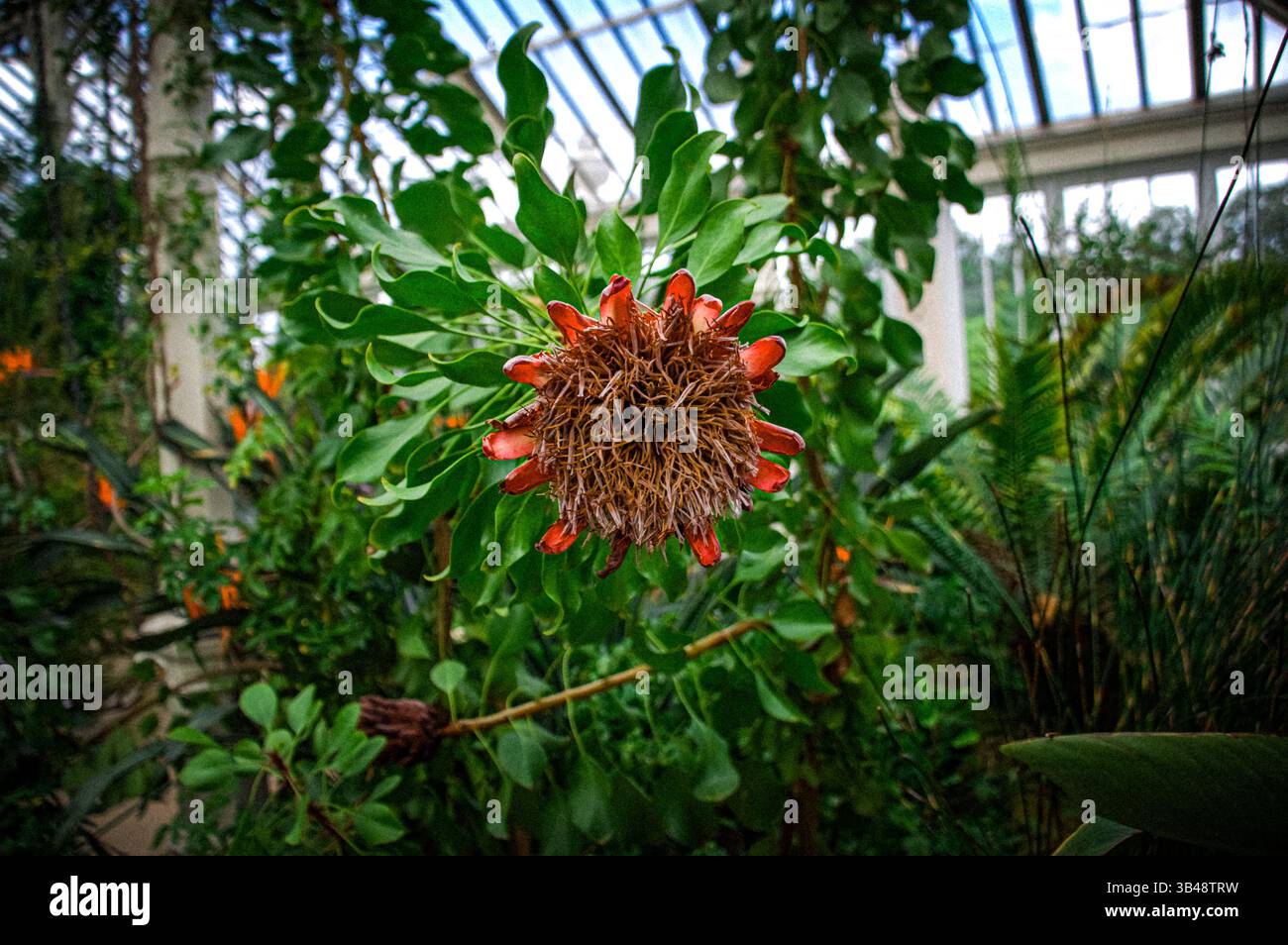 King protea flower in the botanical garden Stock Photo - Alamy